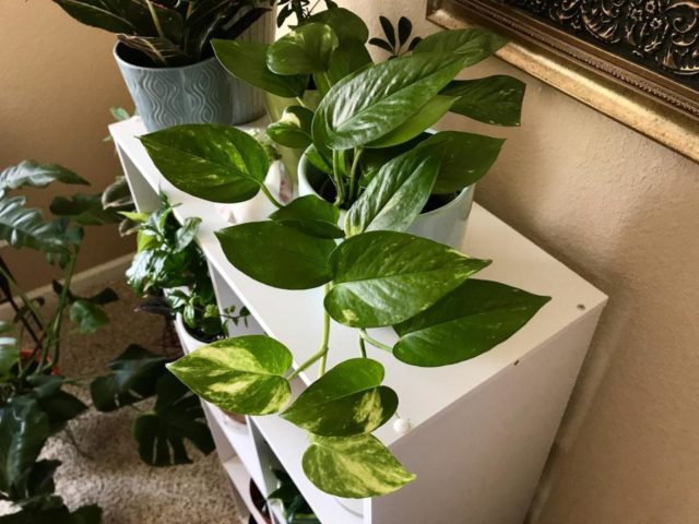 A Short and Simple Guide to Pothos - Fancy Little Thrifts