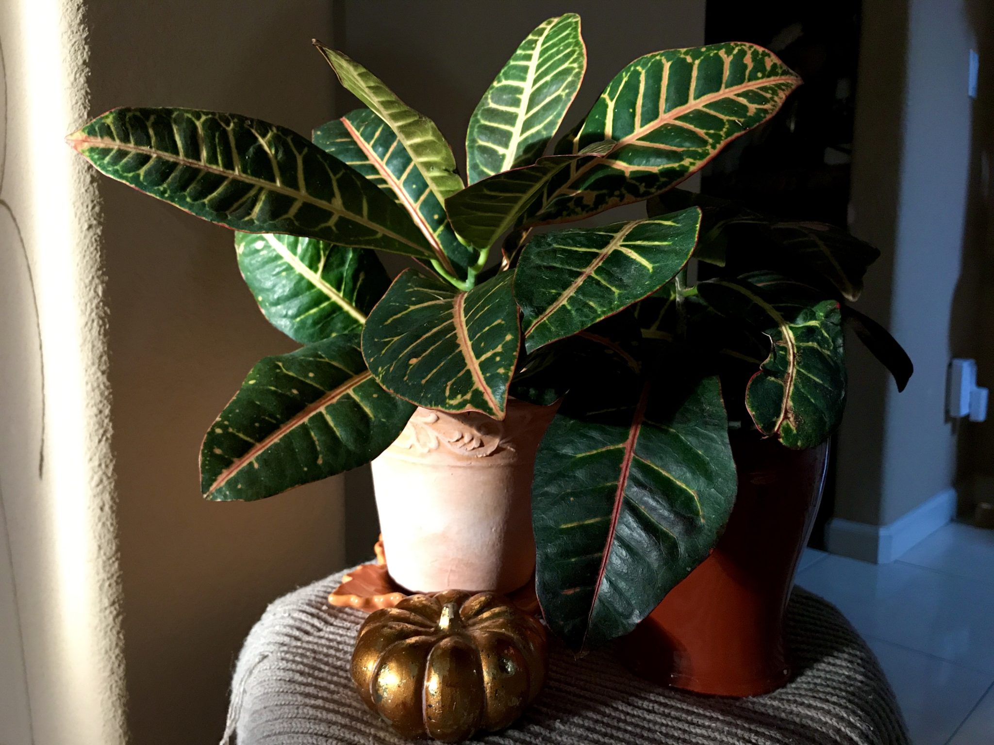 A Short and Simple Guide to Crotons